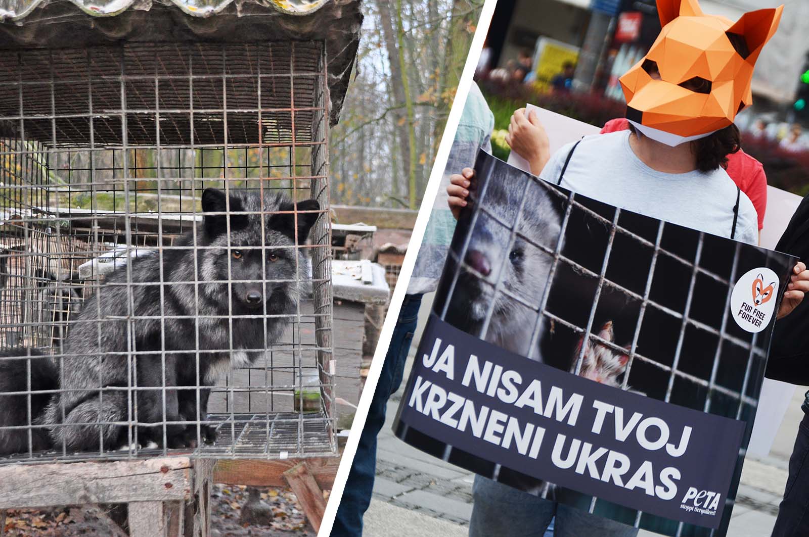 Warum sollten Tiere Rechte haben?