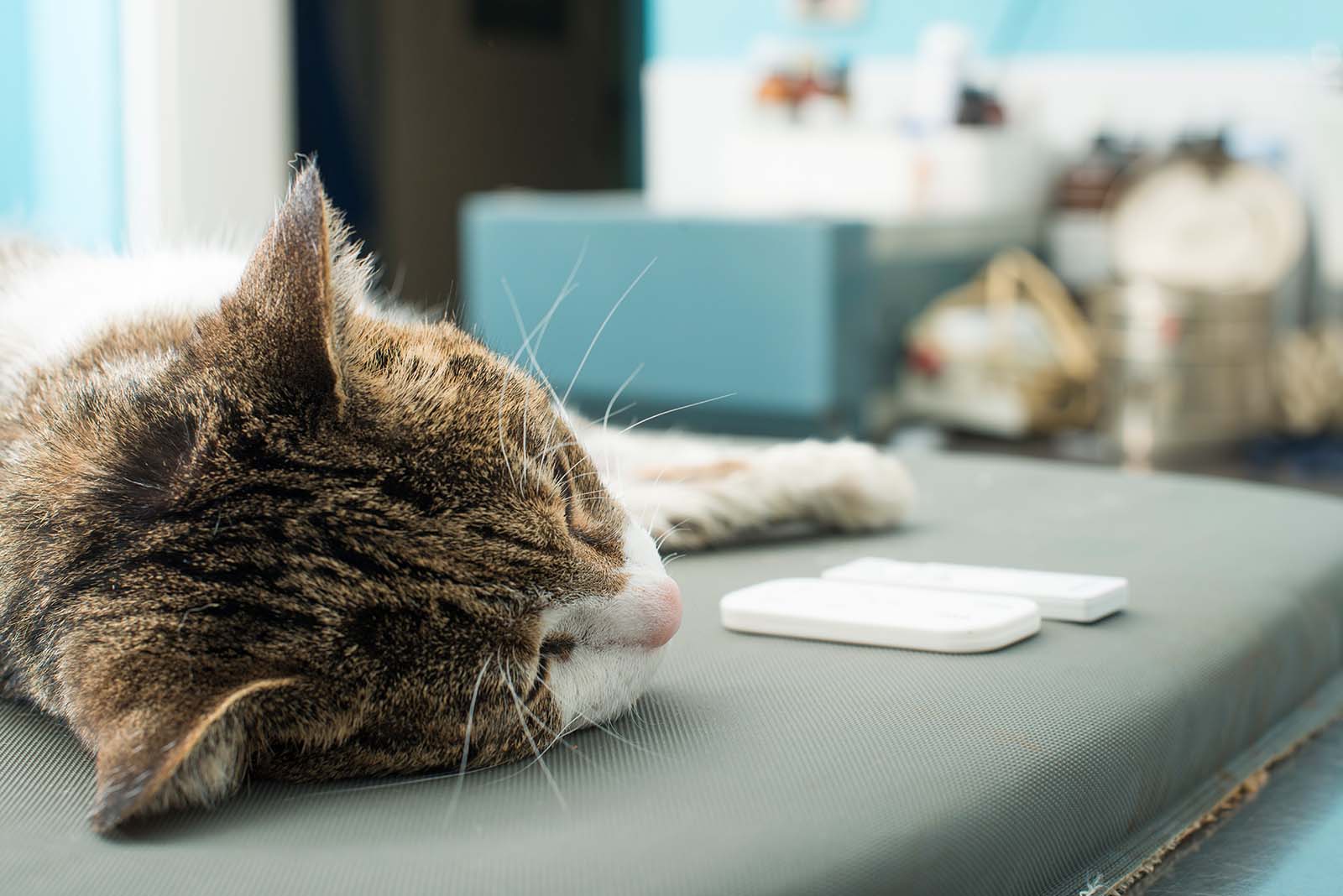 Katzen - PETA Deutschland e.V.