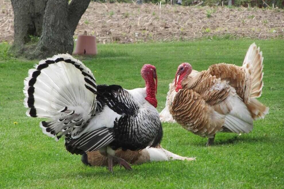 Der Truthahn – 8 faszinierende Fakten über Truthähne