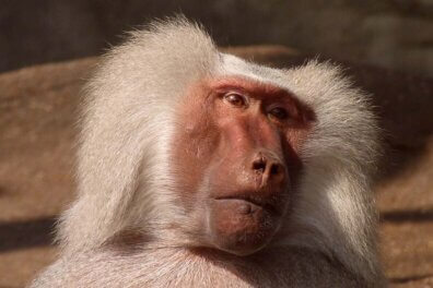 Der Pavian – 7 faszinierende Fakten über Paviane