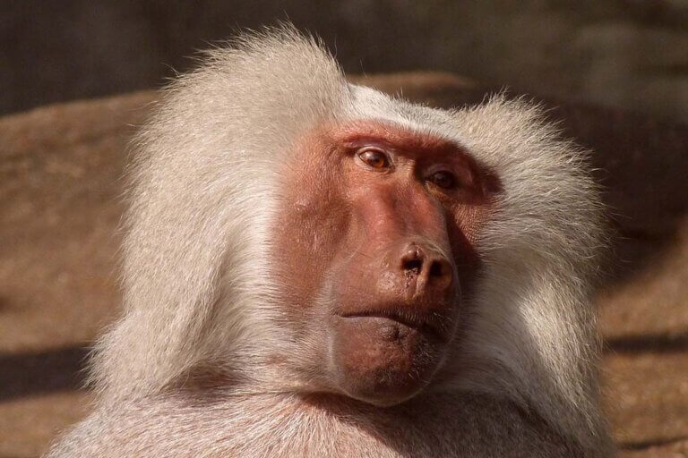 Der Pavian – 7 faszinierende Fakten über Paviane