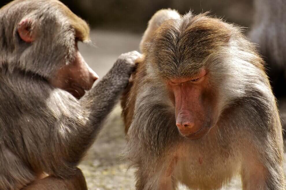 Der Pavian – 7 faszinierende Fakten über Paviane