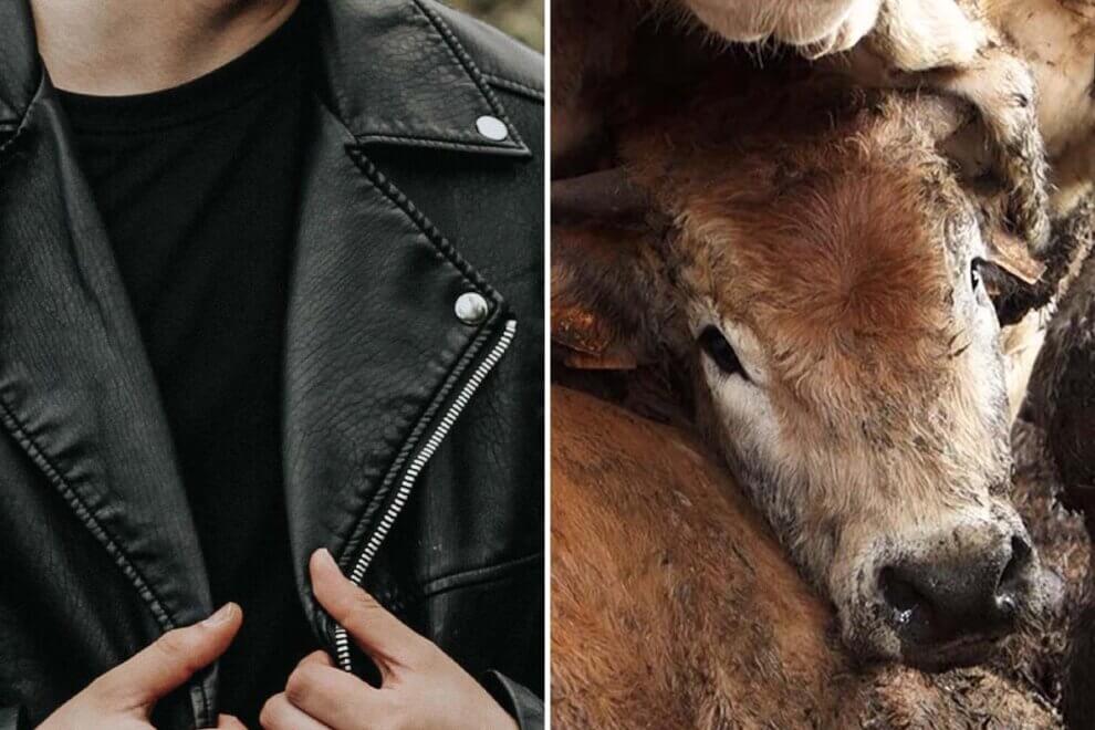 11 Fakten über Leder, die Sie wissen sollten | PETA