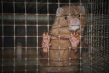 Tierquälerei für Seide: Raupen im Kokon lebendig gekocht