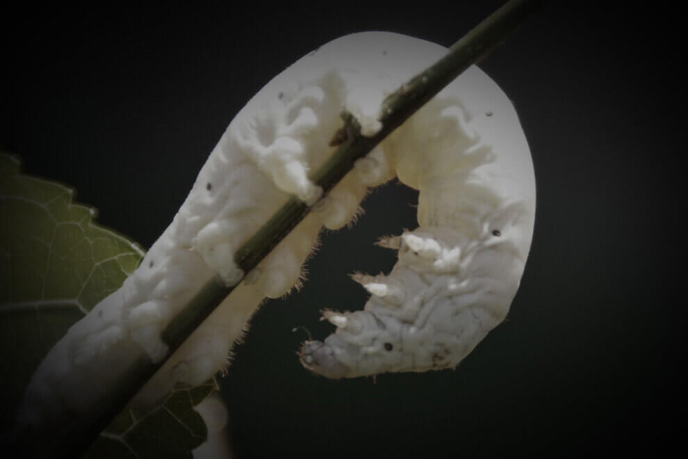 Tierquälerei für Seide: Raupen im Kokon lebendig gekocht