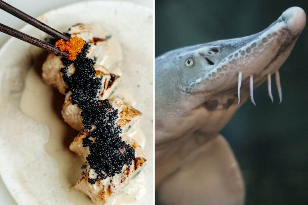 Pescetarisch: Alle Informationen über diese Ernährungsform