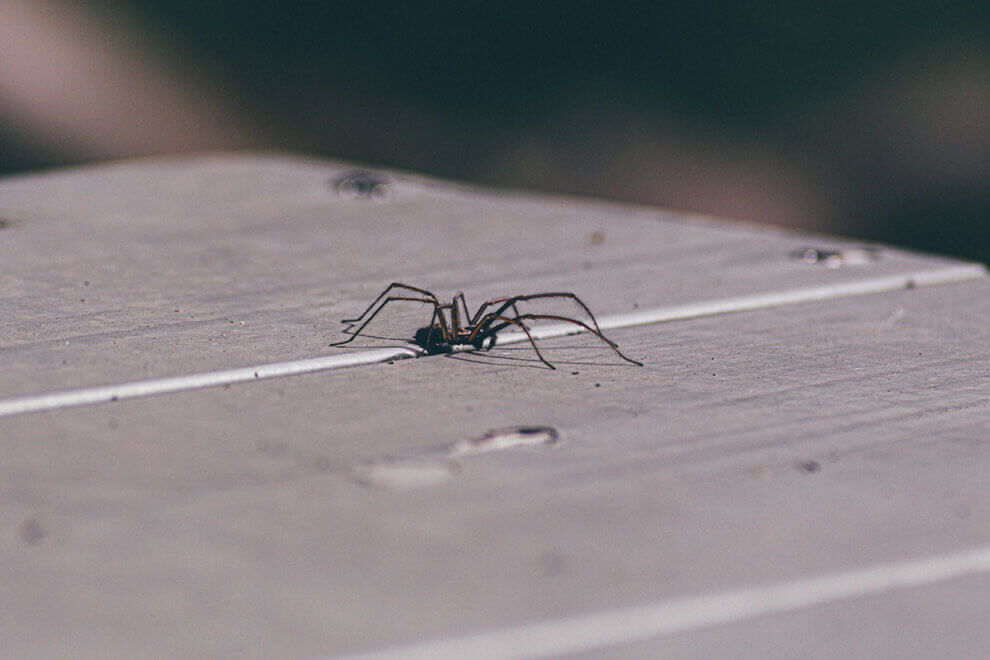 Hausspinnen: So vertreiben Sie Spinnen aus dem Haus