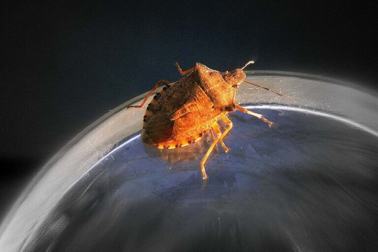 Wanzen im Haus: Was tun gegen Wanzen in der Wohnung? | PETA