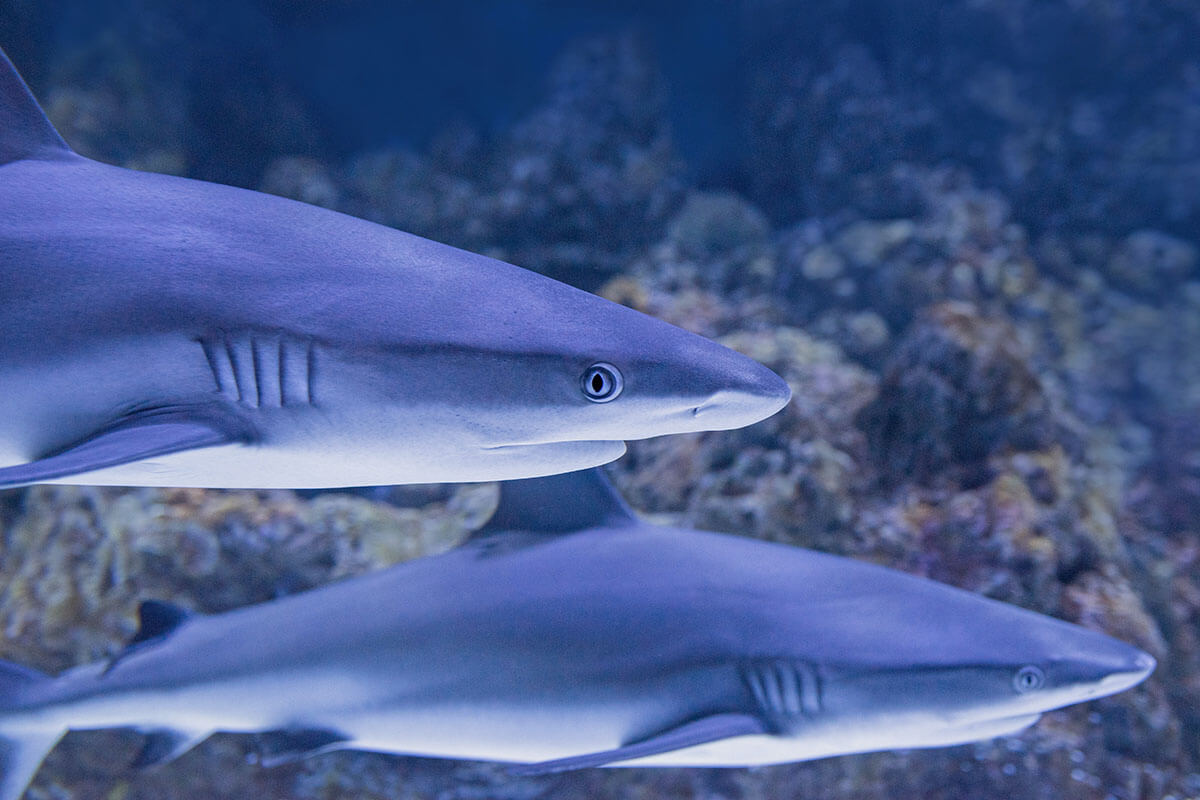 Der Hai – 10 faszinierende Fakten über Haie | PETA