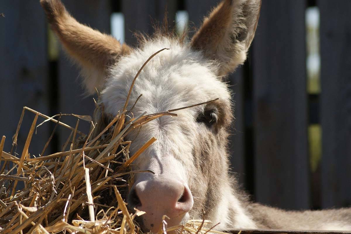 Der Esel – 9 faszinierende Fakten über Esel
