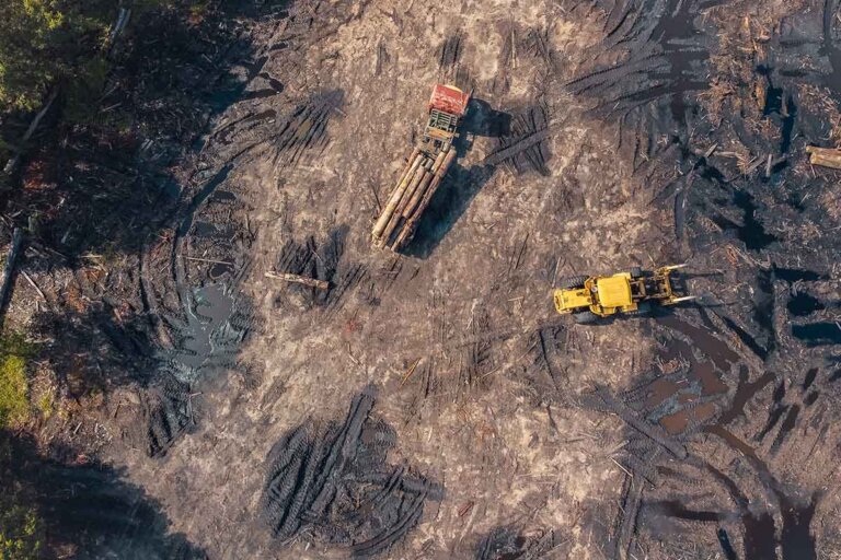 Artensterben: Gründe für das Aussterben von Tieren & Pflanzen