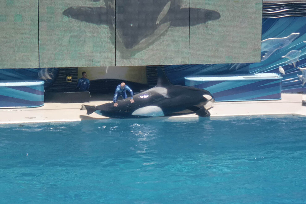 Orca Corky seit 50 Jahren in Gefangenschaft in SeaWorld