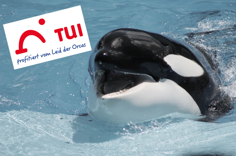 Orca Archives - PETA Deutschland e.V.