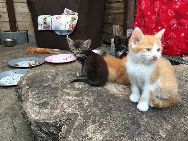 Animal-Hoarding-Verdacht bei Katzenzüchterin - PETA Deutschland e.V.