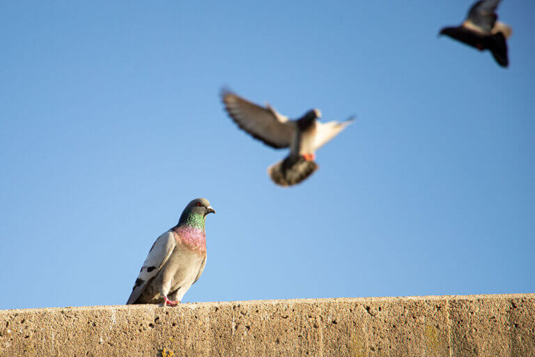Taubennest auf dem Balkon – entfernen oder nicht?