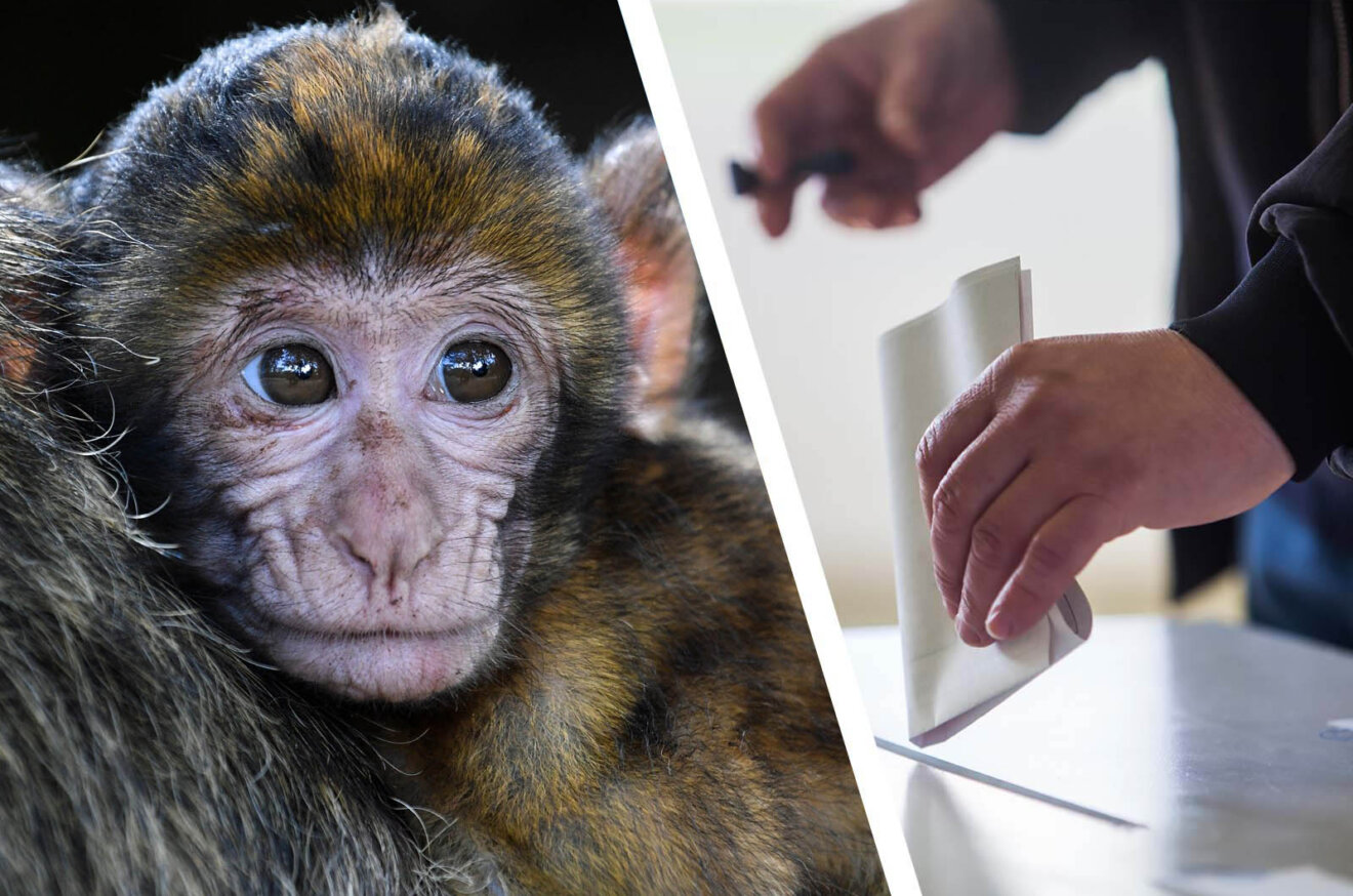 Deutschlands größte Tierrechtsorganisation | PETA