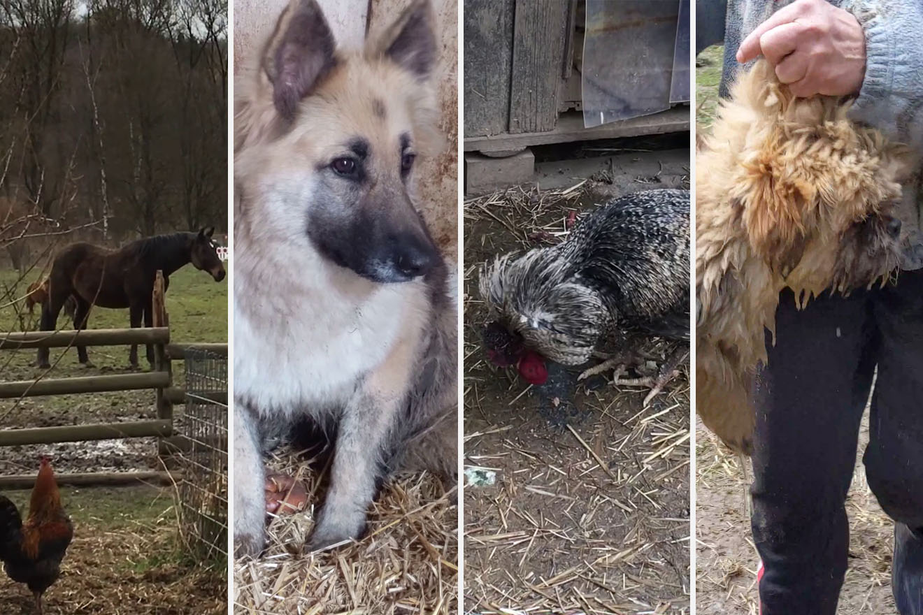 Fall von Animal Hoarding: Diese Tiere konnten wir retten!