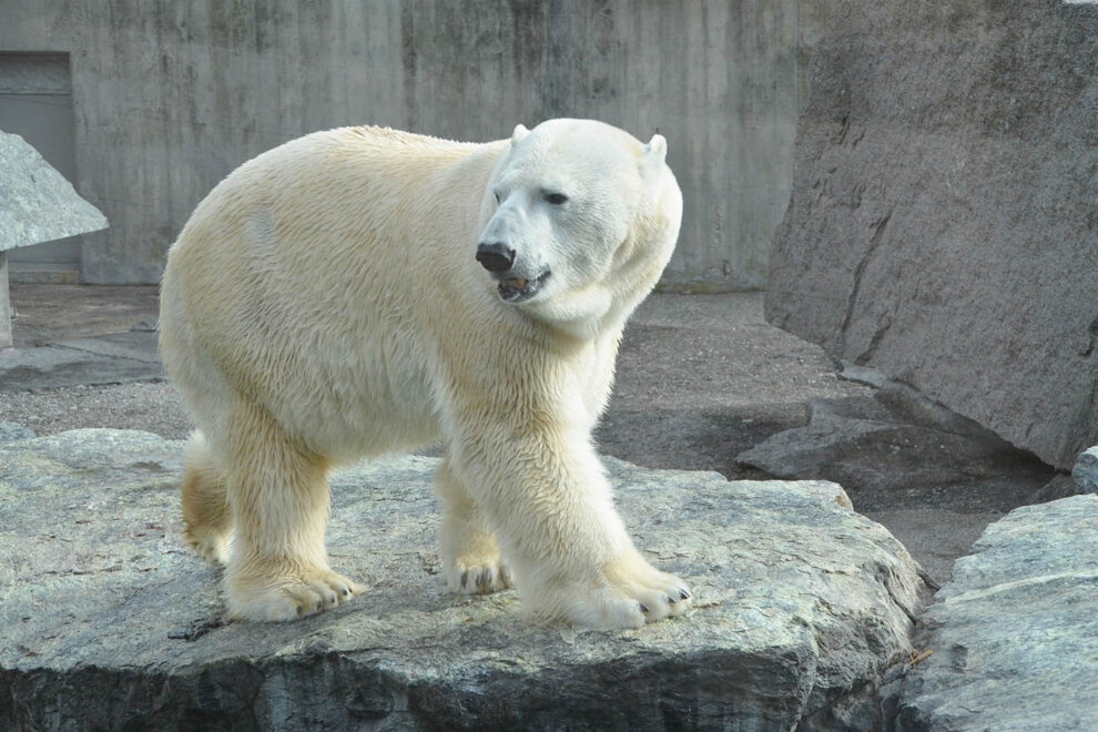 "Notschlachtungen" wegen Corona: Zoos planen, Tiere zu töten