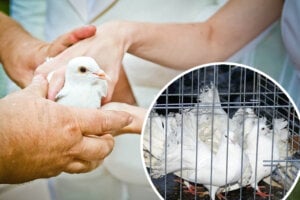 Taubennest auf dem Balkon – entfernen oder nicht?