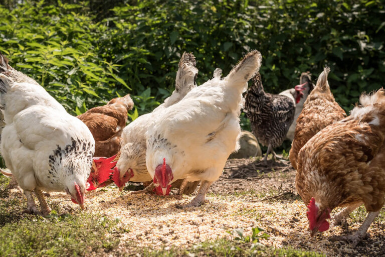 Das Huhn – 10 faszinierende Fakten über Hühner