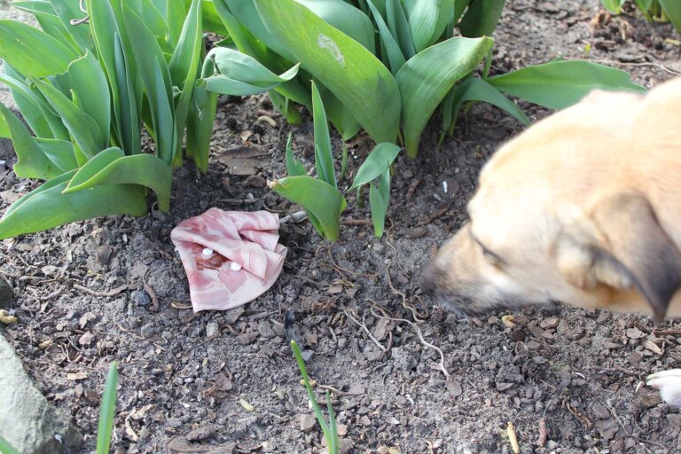 Taubennest auf dem Balkon: Was tun? | PETA