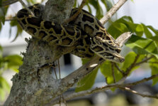 Giftschlangen in Deutschland: Vor welchen Arten in Acht nehmen?