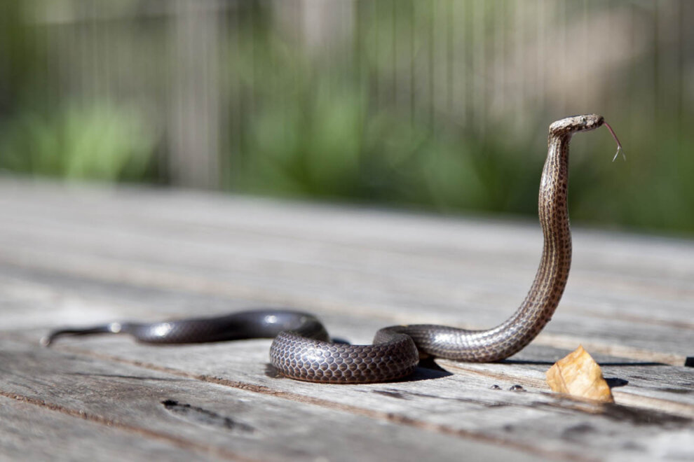 Giftschlangen in Deutschland: Vor welchen Arten in Acht nehmen?