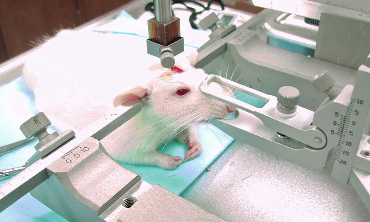 Mäuse Archives - PETA Deutschland e.V.