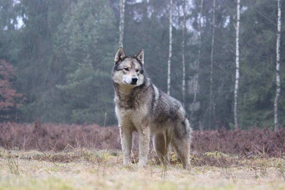 Wolfsjagd: Abschuss aus Profitgier und Lust am Töten? | PETA
