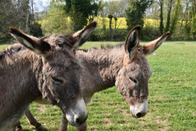 Der Esel – 10 faszinierende Fakten über Esel