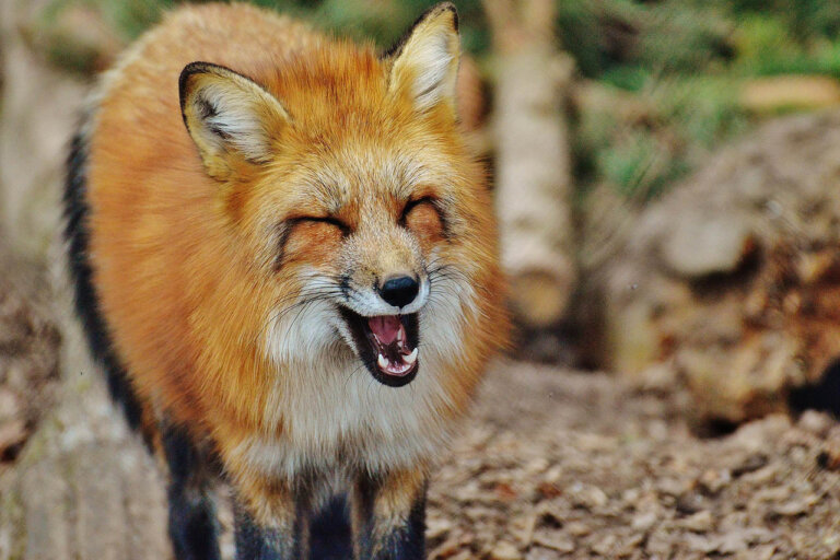 Tierquälerei für Seide: Raupen im Kokon lebendig gekocht