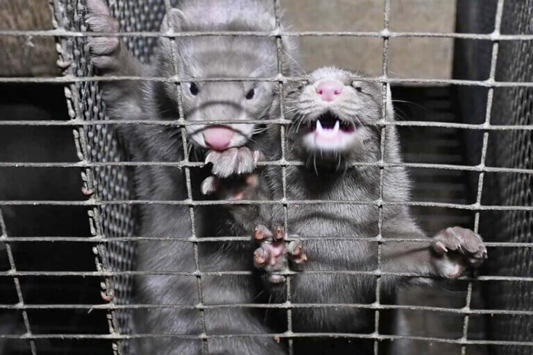 Mulesing: Lämmer für Merinowolle qualvoll verstümmelt | PETA