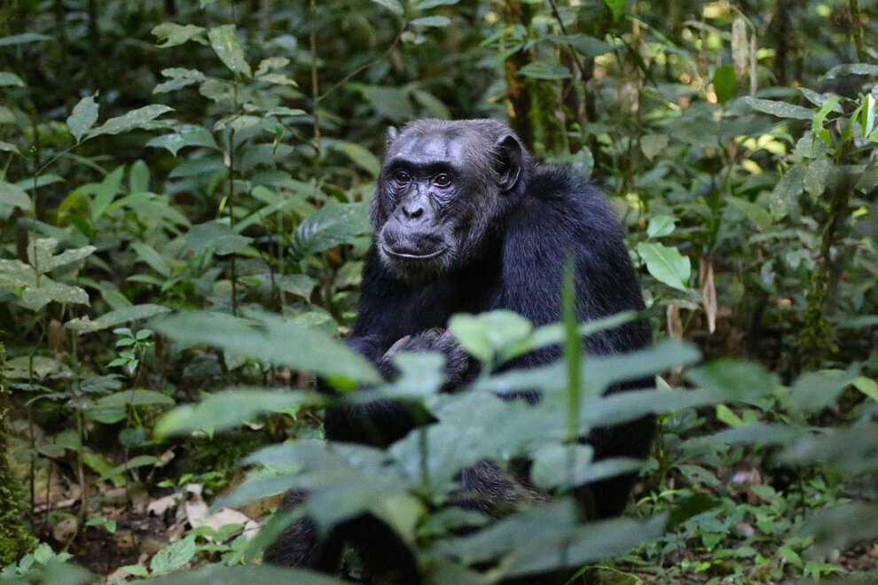 Die Fledermaus: 10 faszinierende Fakten über Fledermäuse - PETA Deutschland e.V.