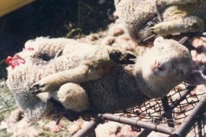 Mulesing: Lämmer für Merinowolle qualvoll verstümmelt | PETA