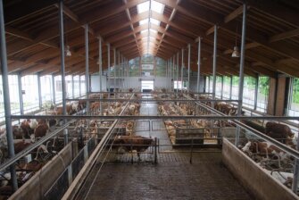 Kuh mit Loch im Bauch: Darum leiden Kühe unter der Fistel
