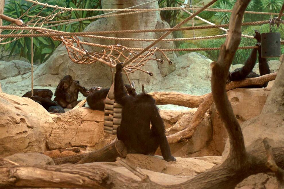 Tierethik: Wie behandelt man Tiere ethisch?