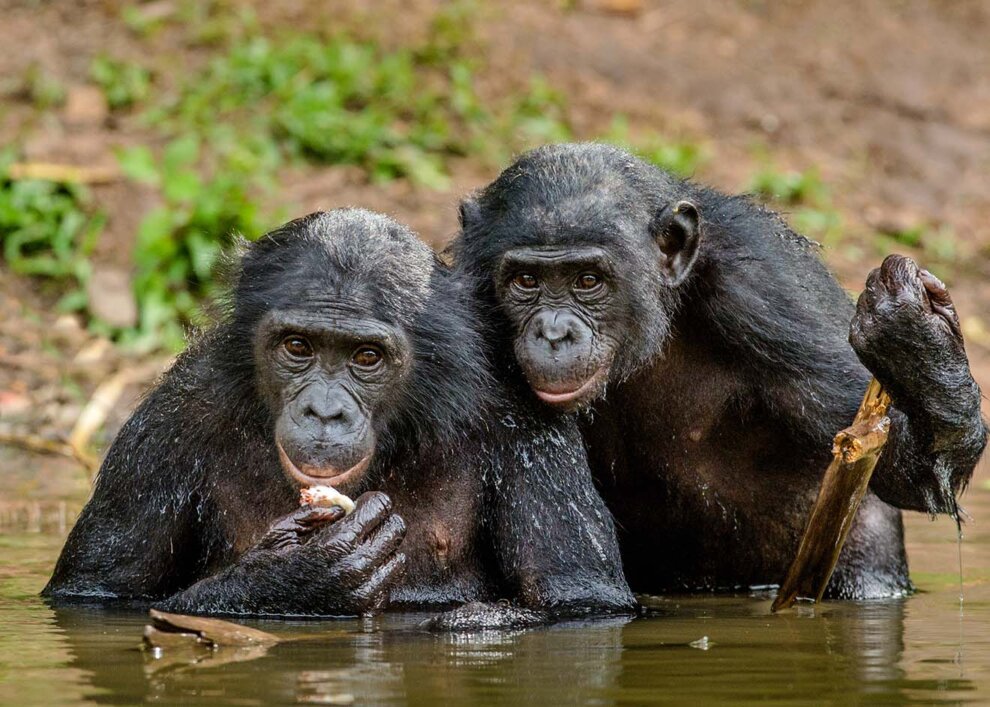 Artensterben: Gründe für das Aussterben von Tieren & Pflanzen