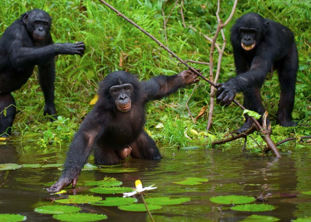 Der Bonobo: 9 faszinierende Fakten über die Menschenaffen