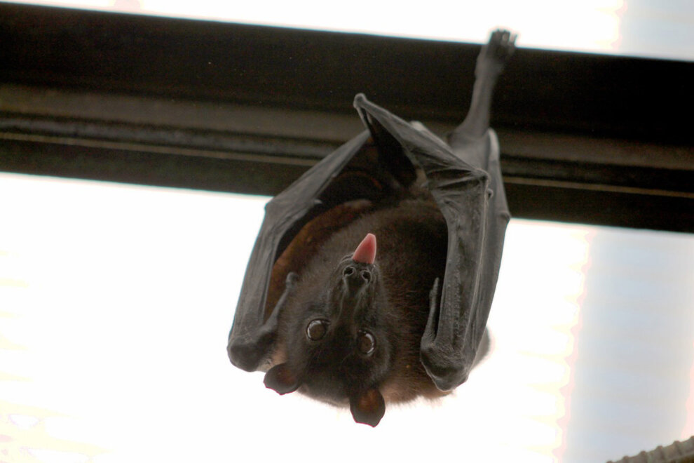 Die Fledermaus: 10 faszinierende Fakten über Fledermäuse - PETA ...