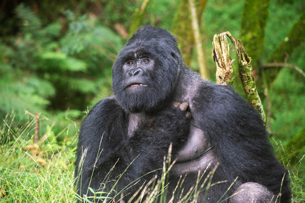 Der Orca – 10 faszinierende Fakten über Schwertwale