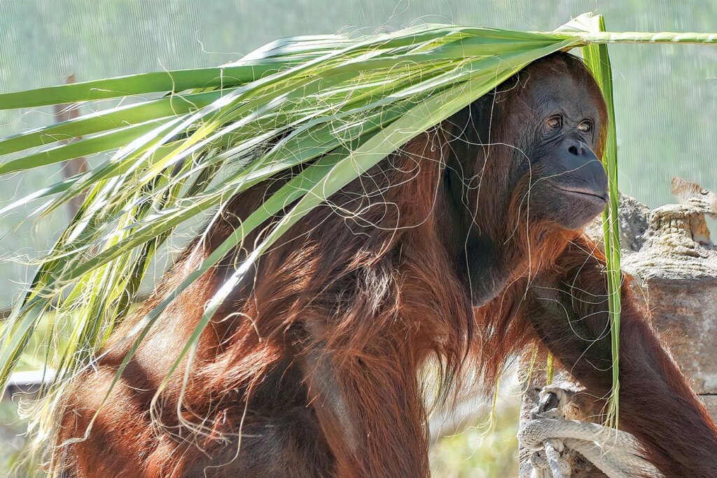 Der Orang-Utan: 10 faszinierende Fakten über Orang-Utans