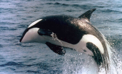 Der Orca – 10 faszinierende Fakten über Schwertwale