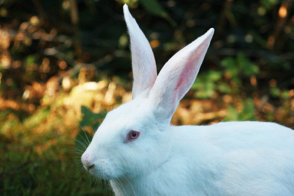 Mulesing: Lämmer für Merinowolle qualvoll verstümmelt | PETA