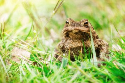 Deutschlands größte Tierrechtsorganisation | PETA