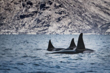Der Orca – 10 faszinierende Fakten über Schwertwale