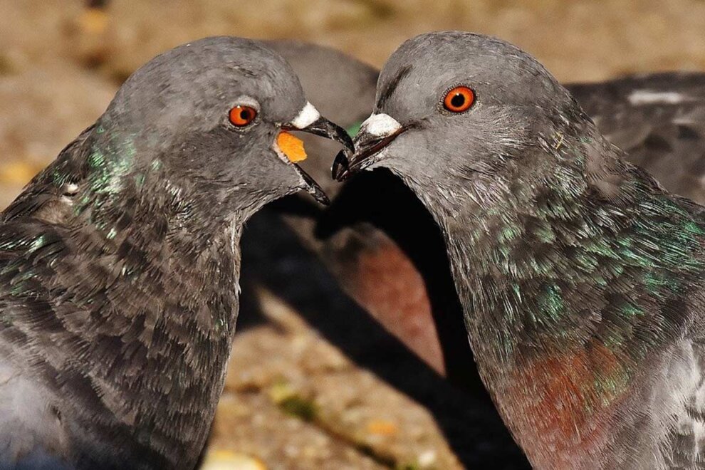 Taubennest auf dem Balkon: Was tun? | PETA