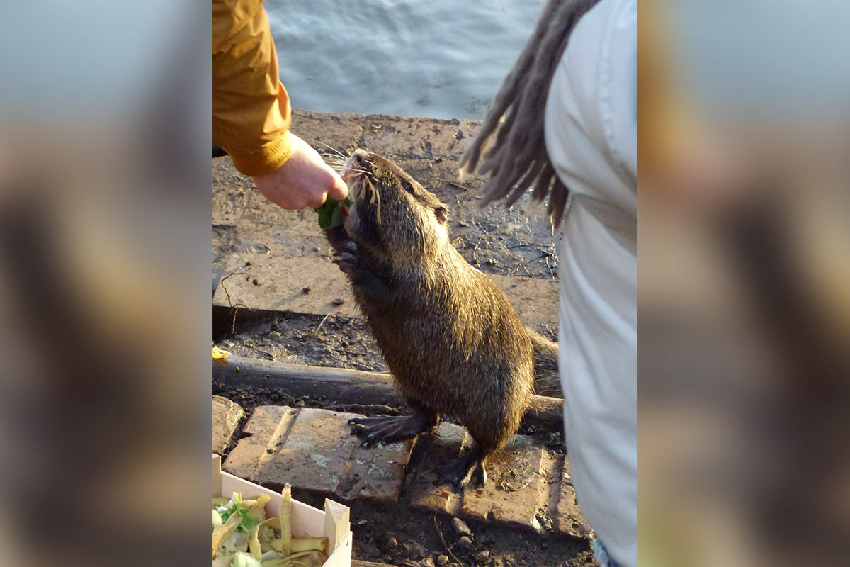 Die Nutria – 7 faszinierende Fakten über Nutrias
