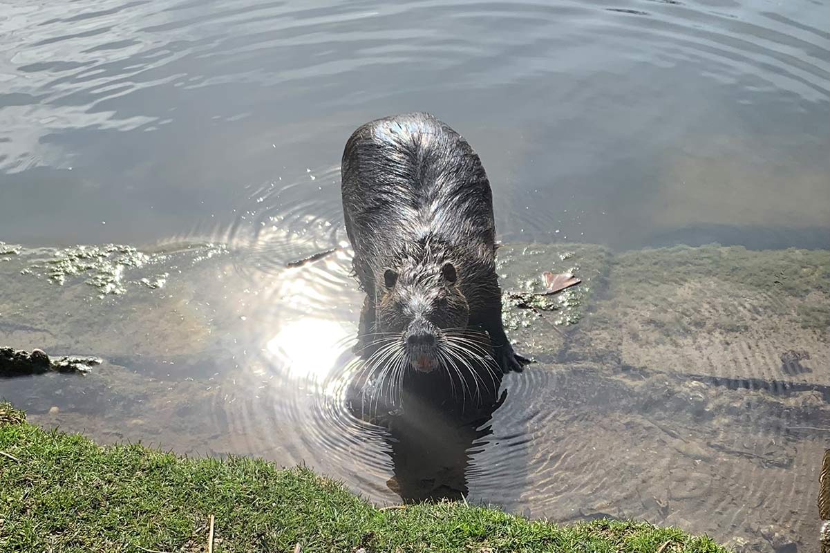 Die Nutria – 9 faszinierende Fakten über Nutrias | PETA