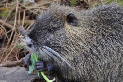Die Nutria – 9 faszinierende Fakten über Nutrias | PETA