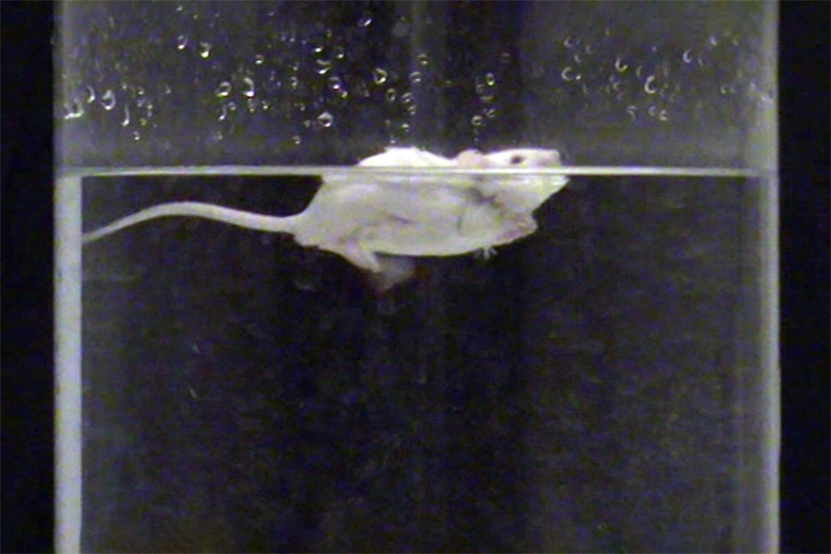 Mäuse und Ratten leiden beim Forced Swim Test – jetzt helfen!